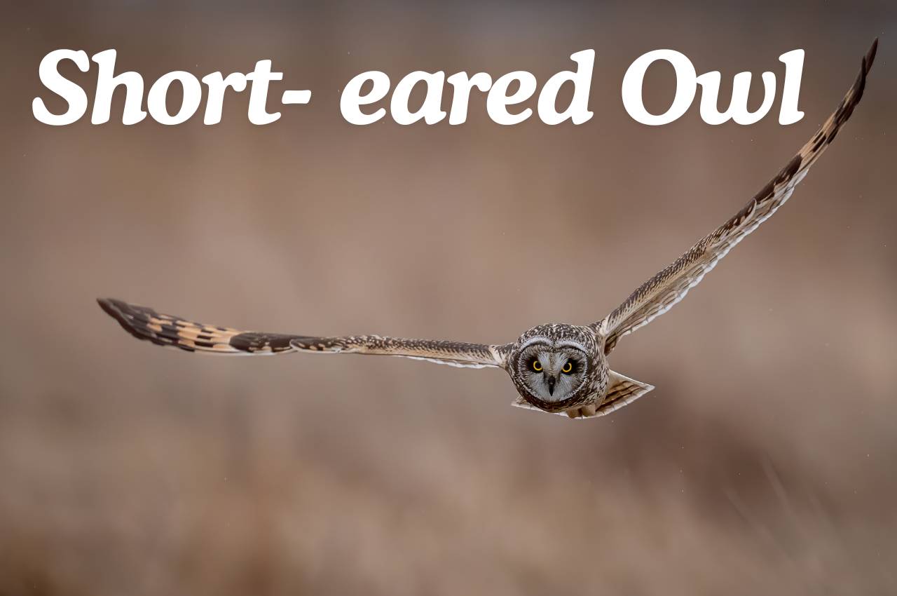 Bird Fact Files - Page 4